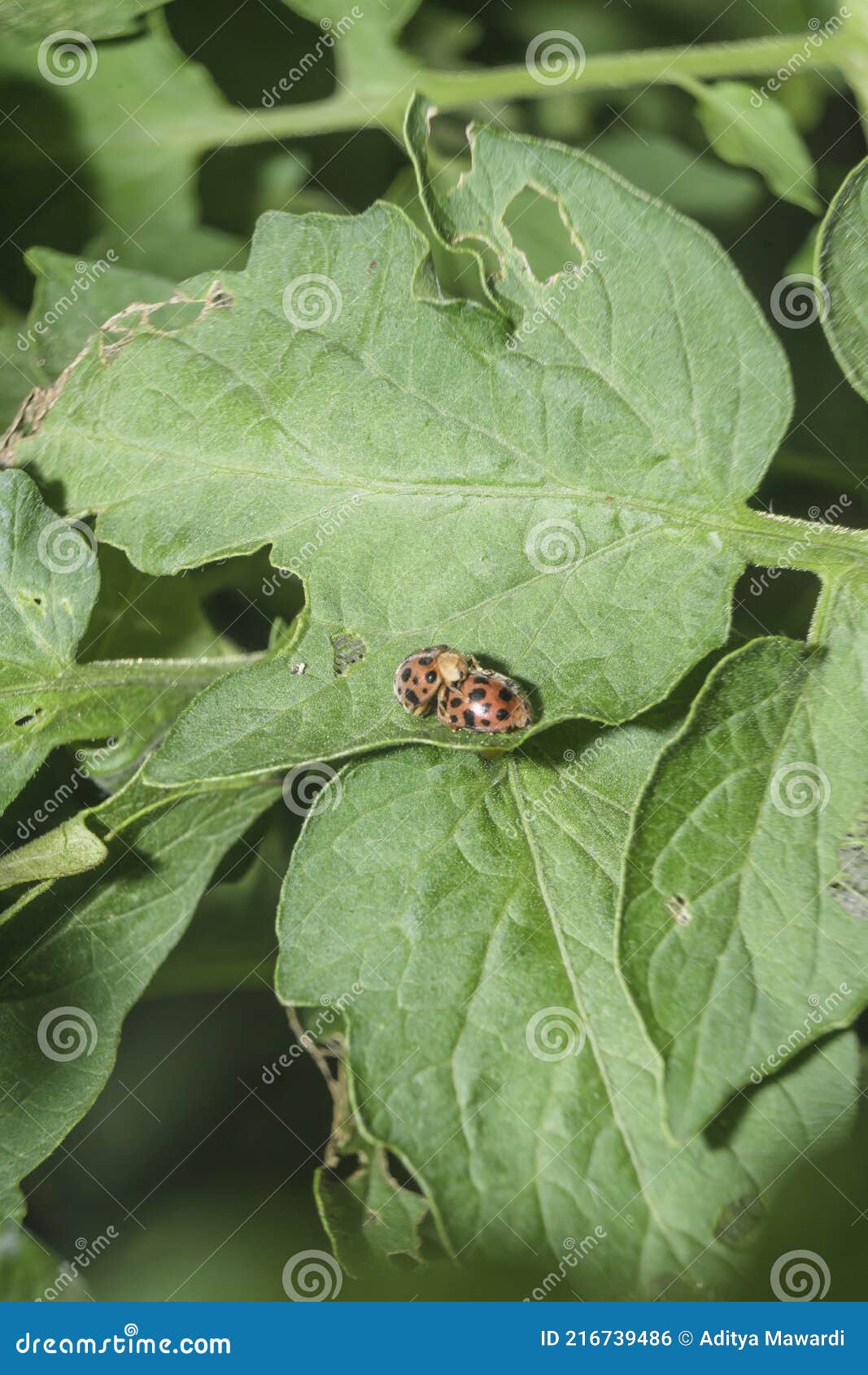 Ladybug Staying on the Tomato Leaf Stock Photo - Image of banana ...