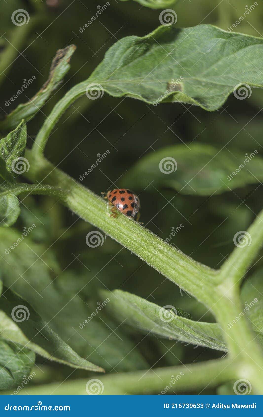 Ladybug Staying on the Tomato Leaf Stock Image - Image of atmosphere ...