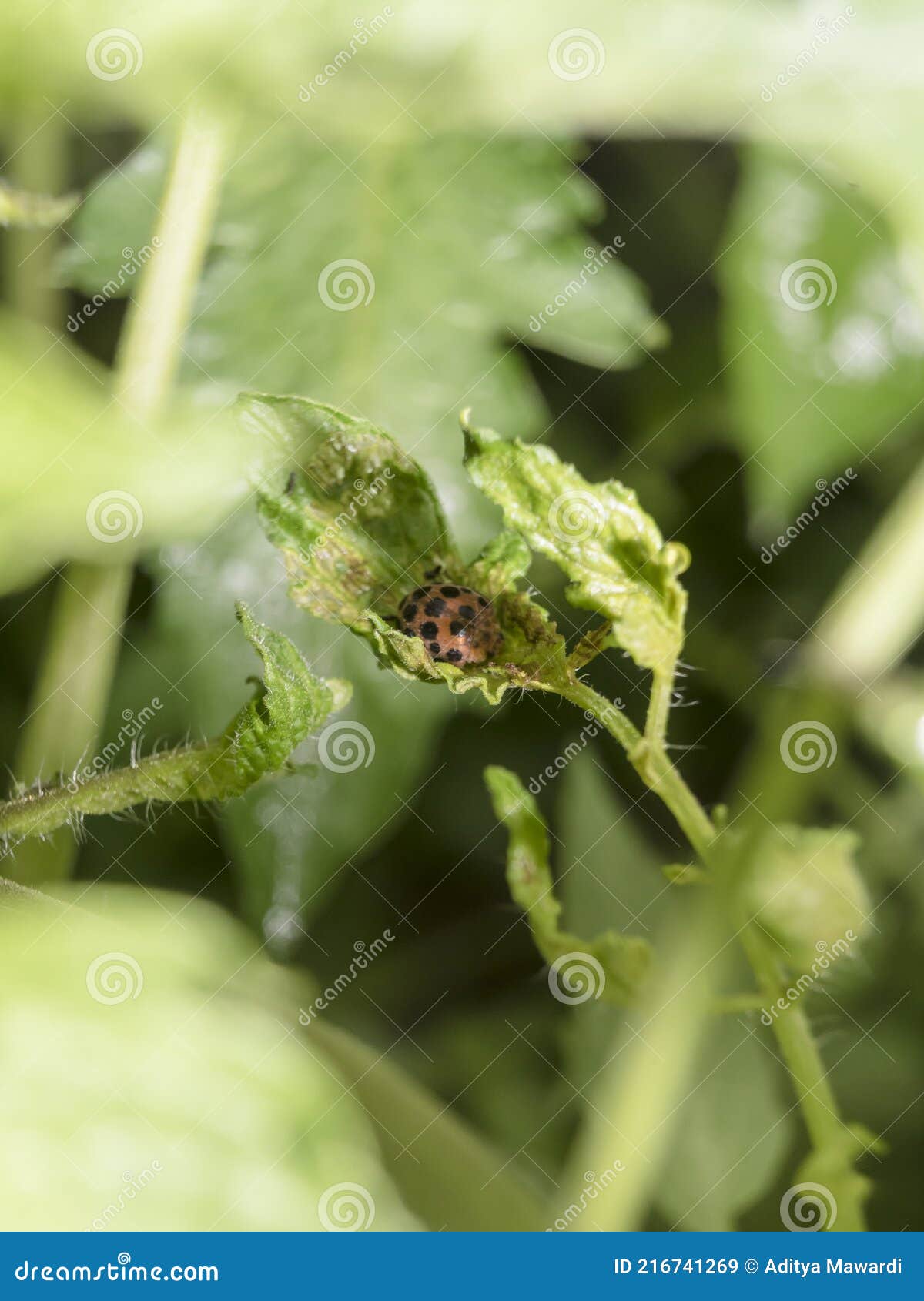 Ladybug Staying on the Tomato Leaf Stock Image - Image of flower ...