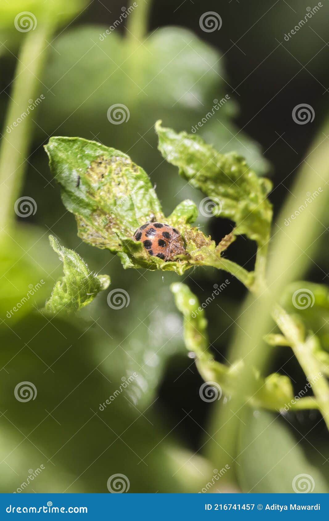 Ladybug Staying on the Tomato Leaf Stock Image - Image of good ...