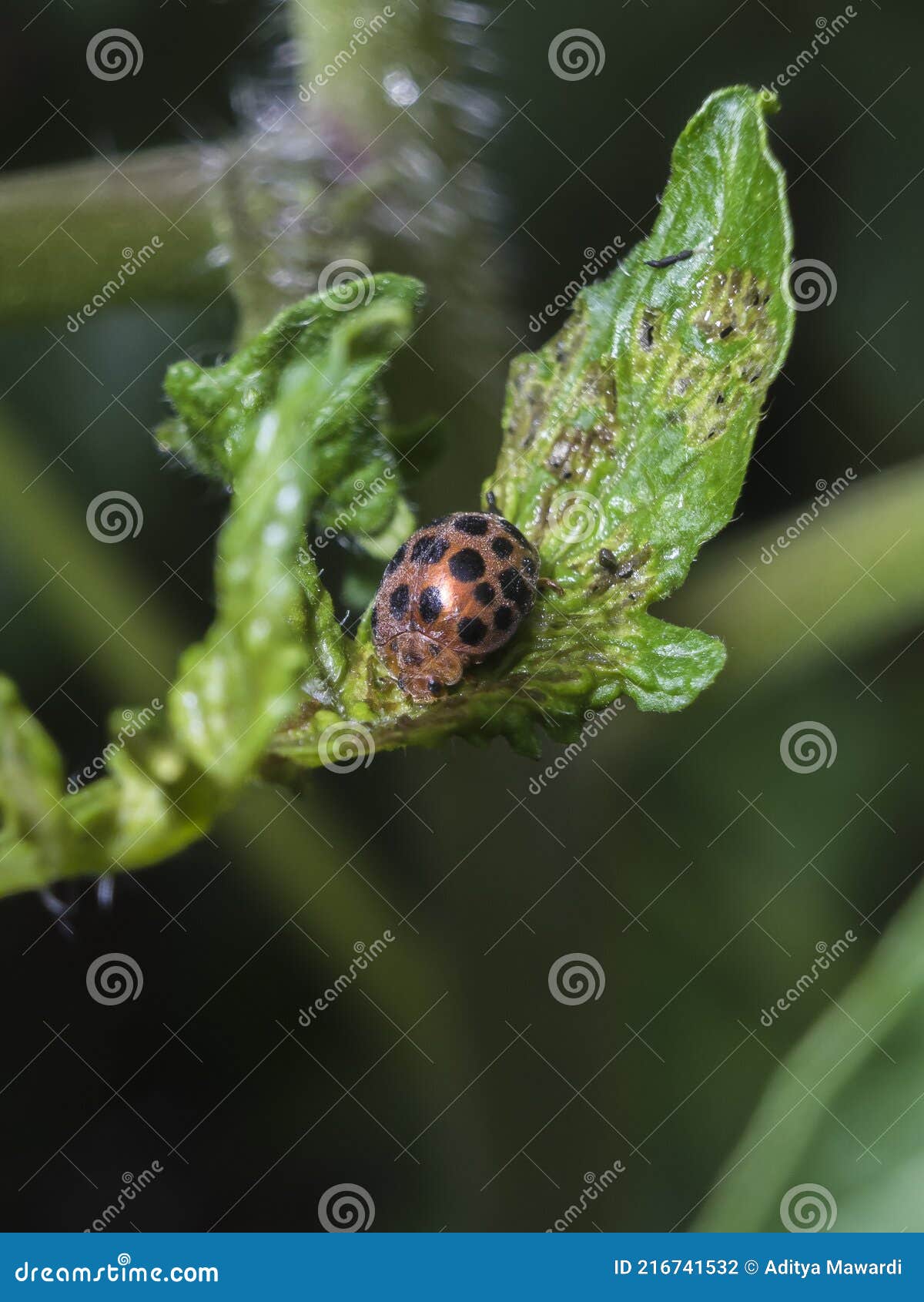 Ladybug Staying on the Tomato Leaf Stock Photo - Image of blue ...
