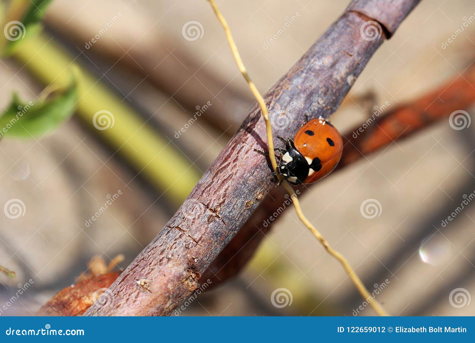 Ladybug on Stick on the Beach Stock Photo - Image of sunny, warm: 122659012
