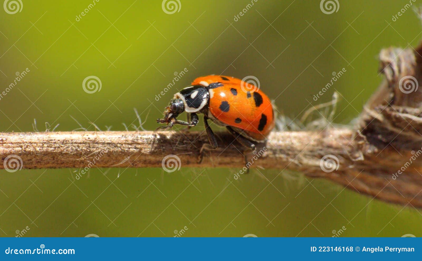 Ladybug on a stick stock photo. Image of stick, ladybug - 223146168