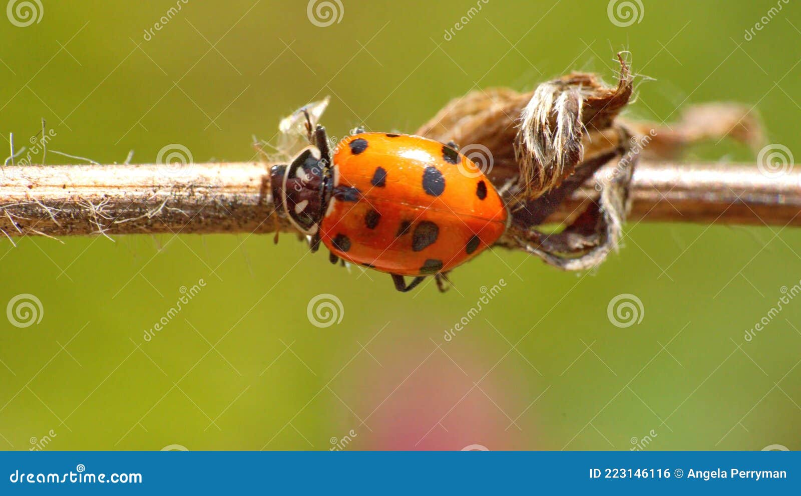 Ladybug on a stick stock photo. Image of south, stick - 223146116