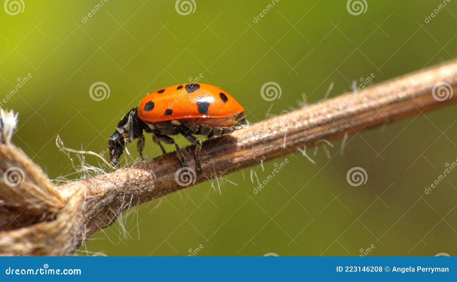 Ladybug on a stick stock photo. Image of america, village - 223146208