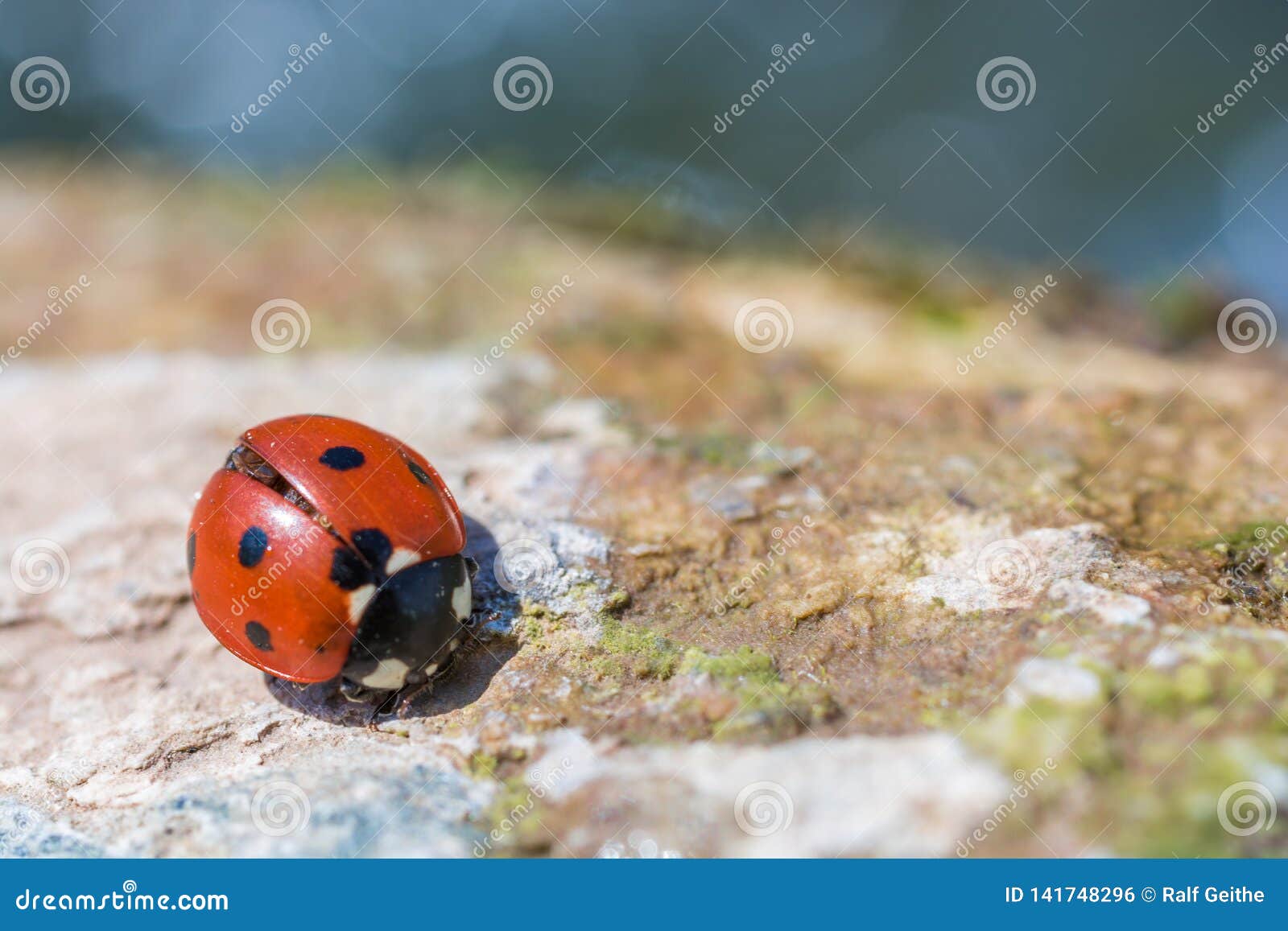 Ladybug on stone texture stock photo. Image of detail - 141748296