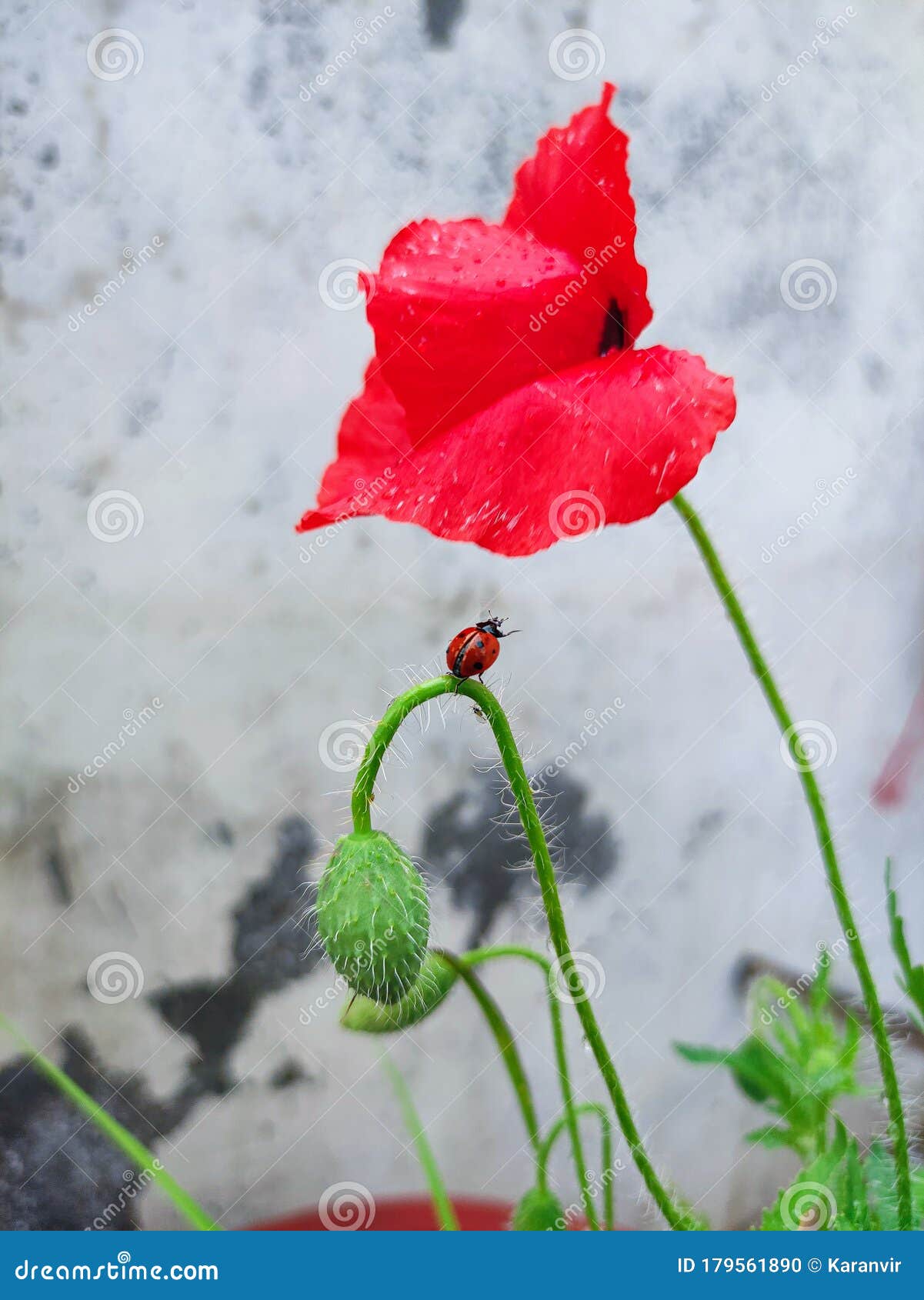 Ladybug Struggling To Reach To Flower Stock Photo - Image of plants ...