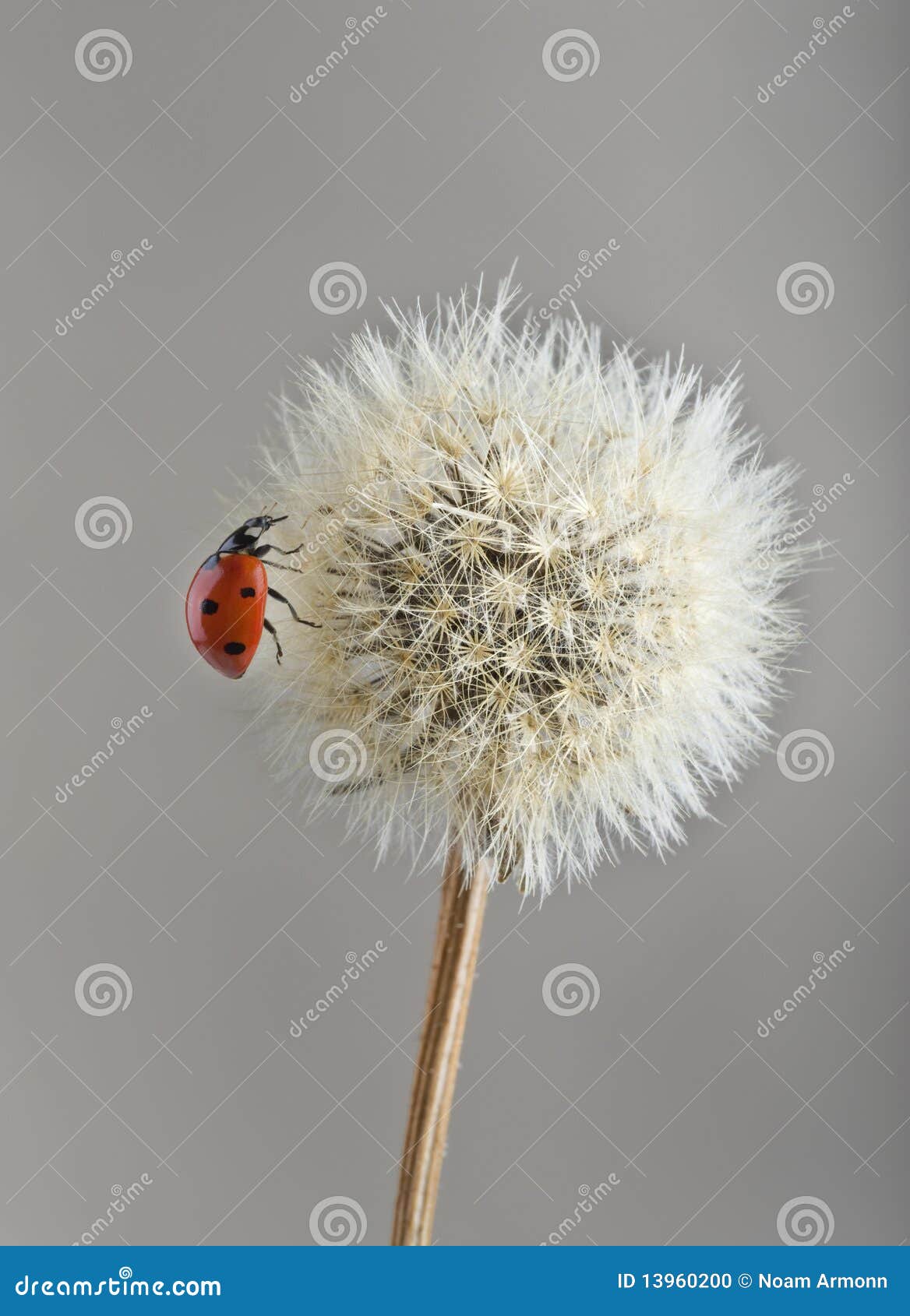 Ladybug sul dente di leone fotografia stock. Immagine di coccinella ...