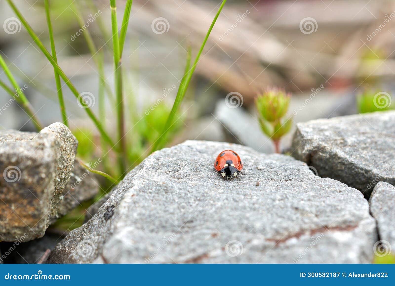 Ladybug during the Summer Day Stone Stock Image - Image of trees ...