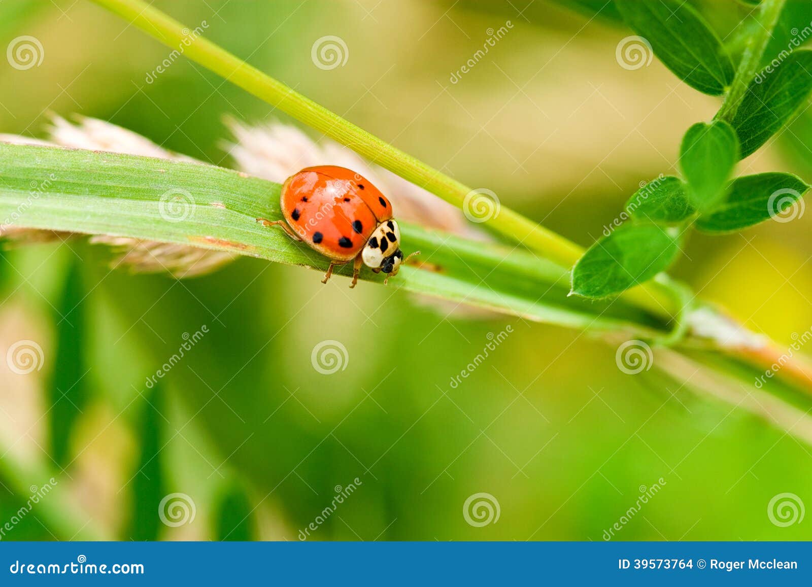 Ladybug summer stock photo. Image of back, resting, outdoors - 39573764