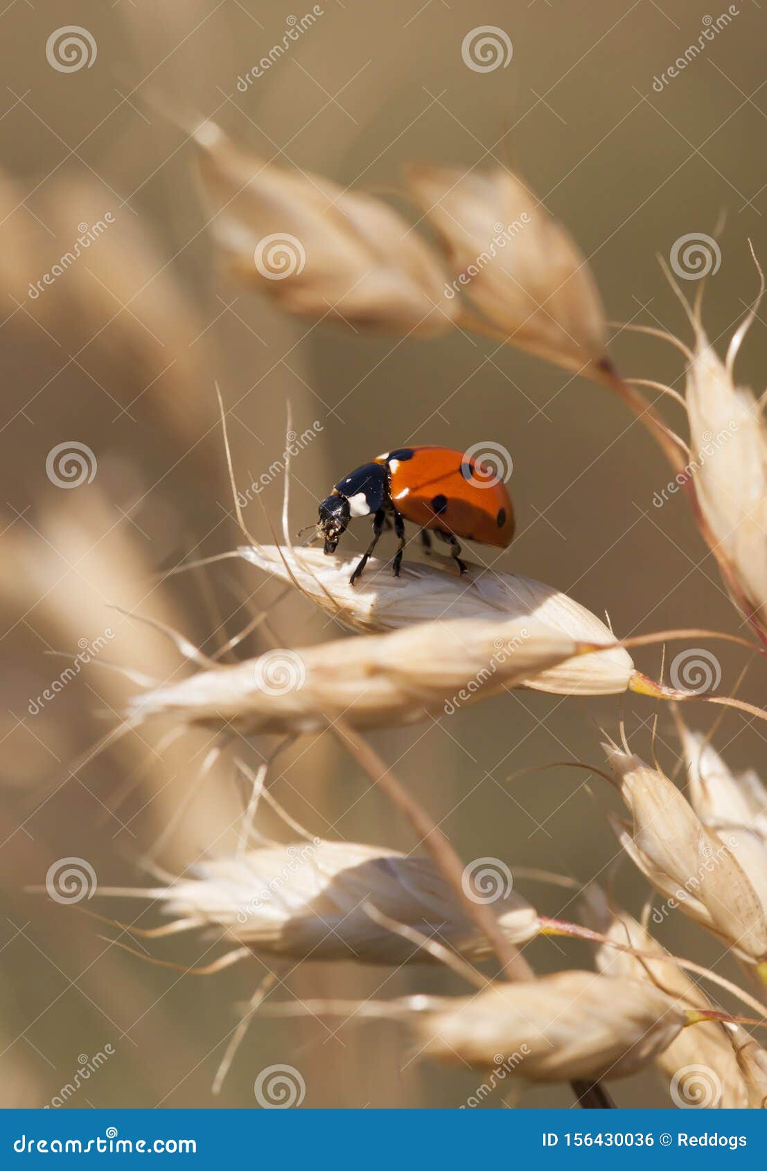 Ladybug in summer stock photo. Image of summer, nature - 156430036