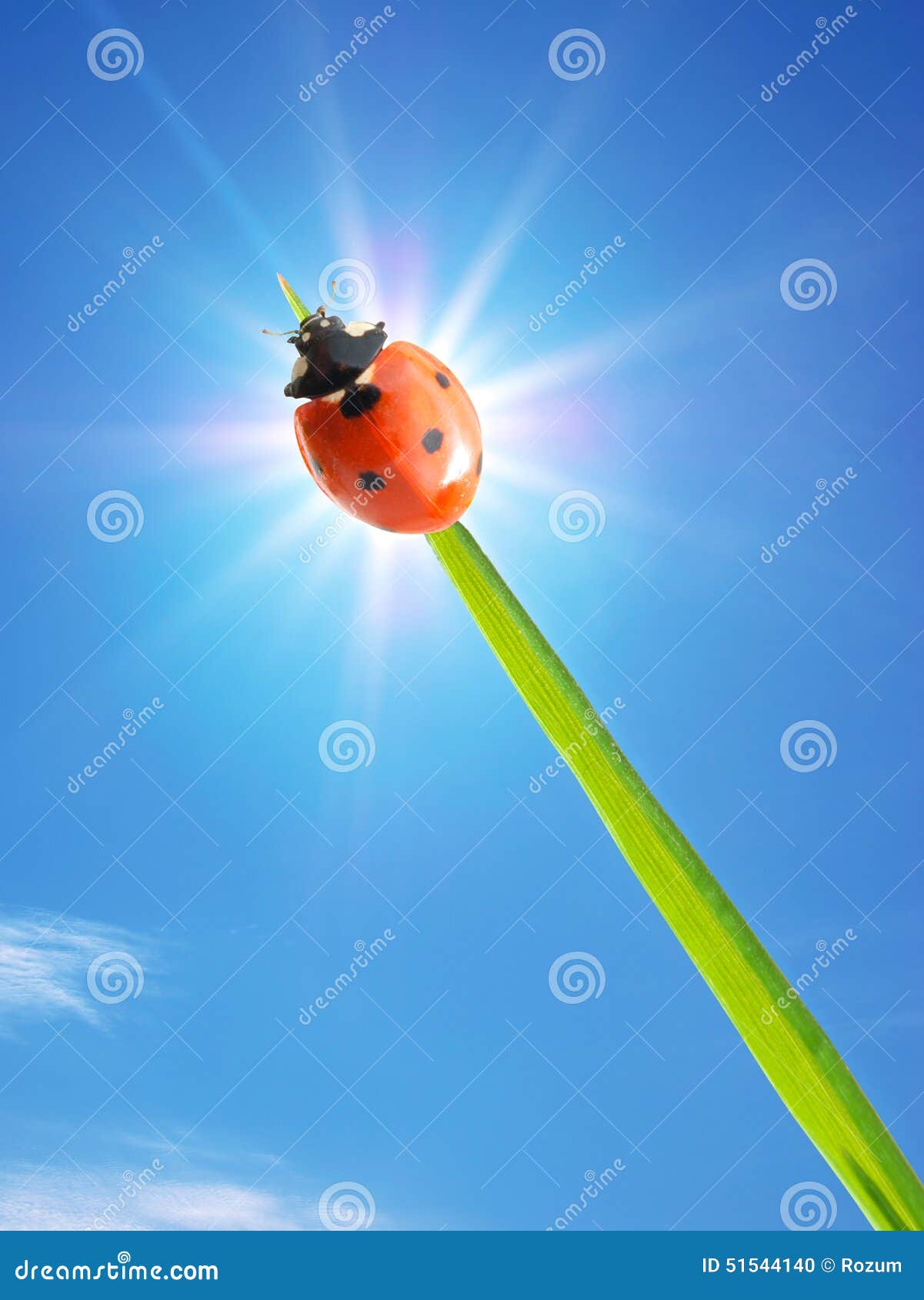 Ladybug stock photo. Image of design, closeup, macro - 51544140