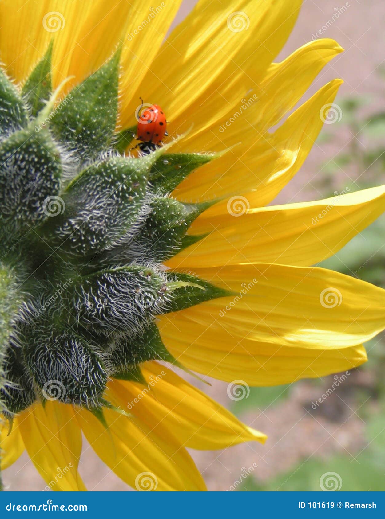 Ladybug and Sunflower stock image. Image of close, black - 101619