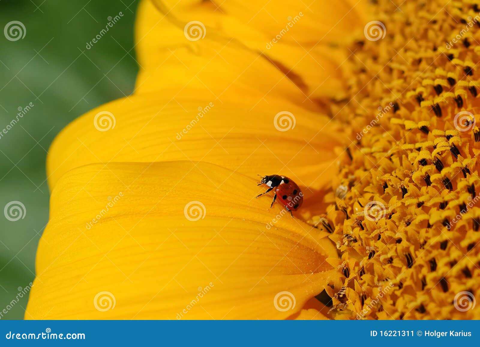Ladybug On Sunflower Picture. Image: 16221311
