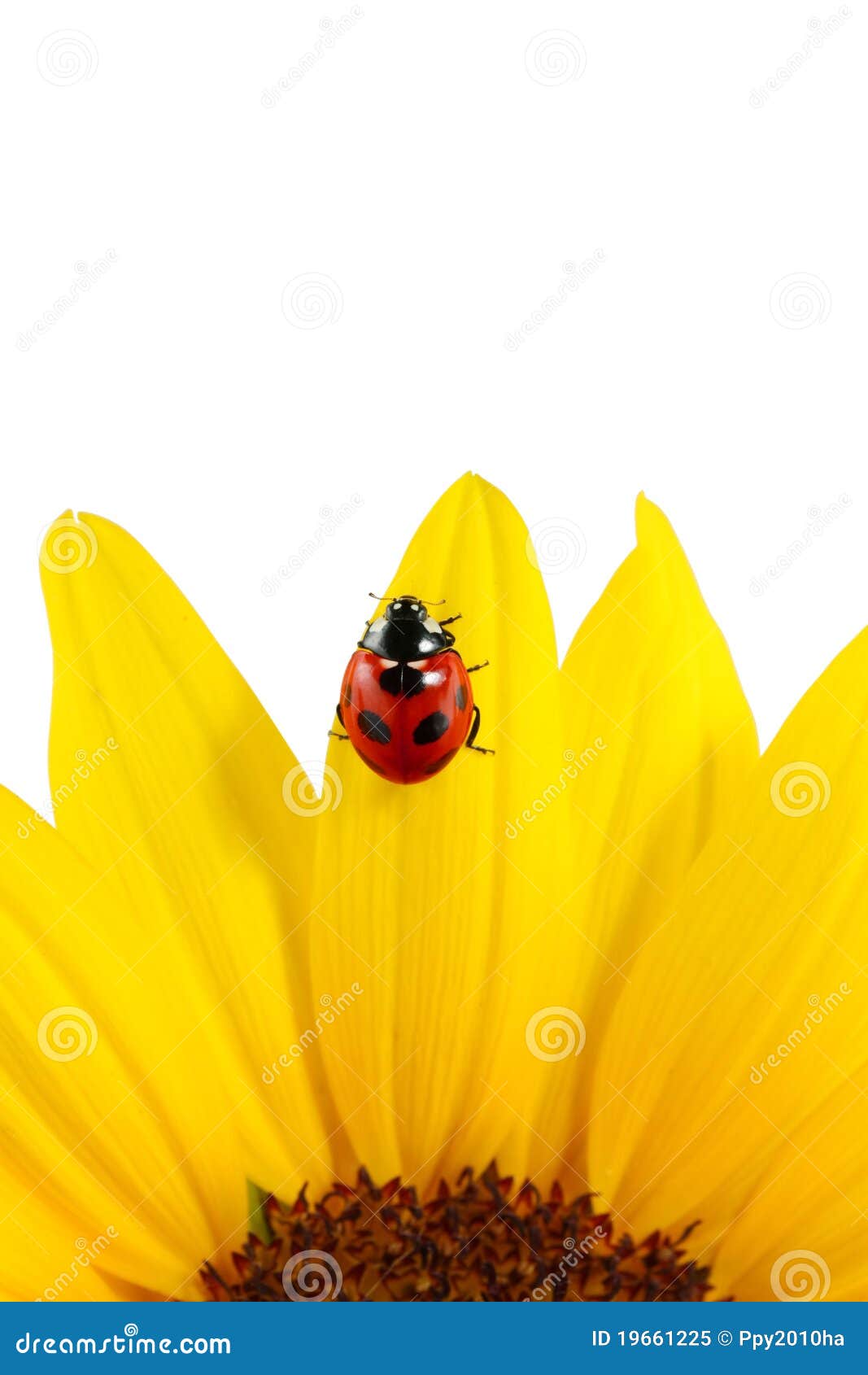 Ladybug on sunflower stock image. Image of ladybug, sunflower - 19661225