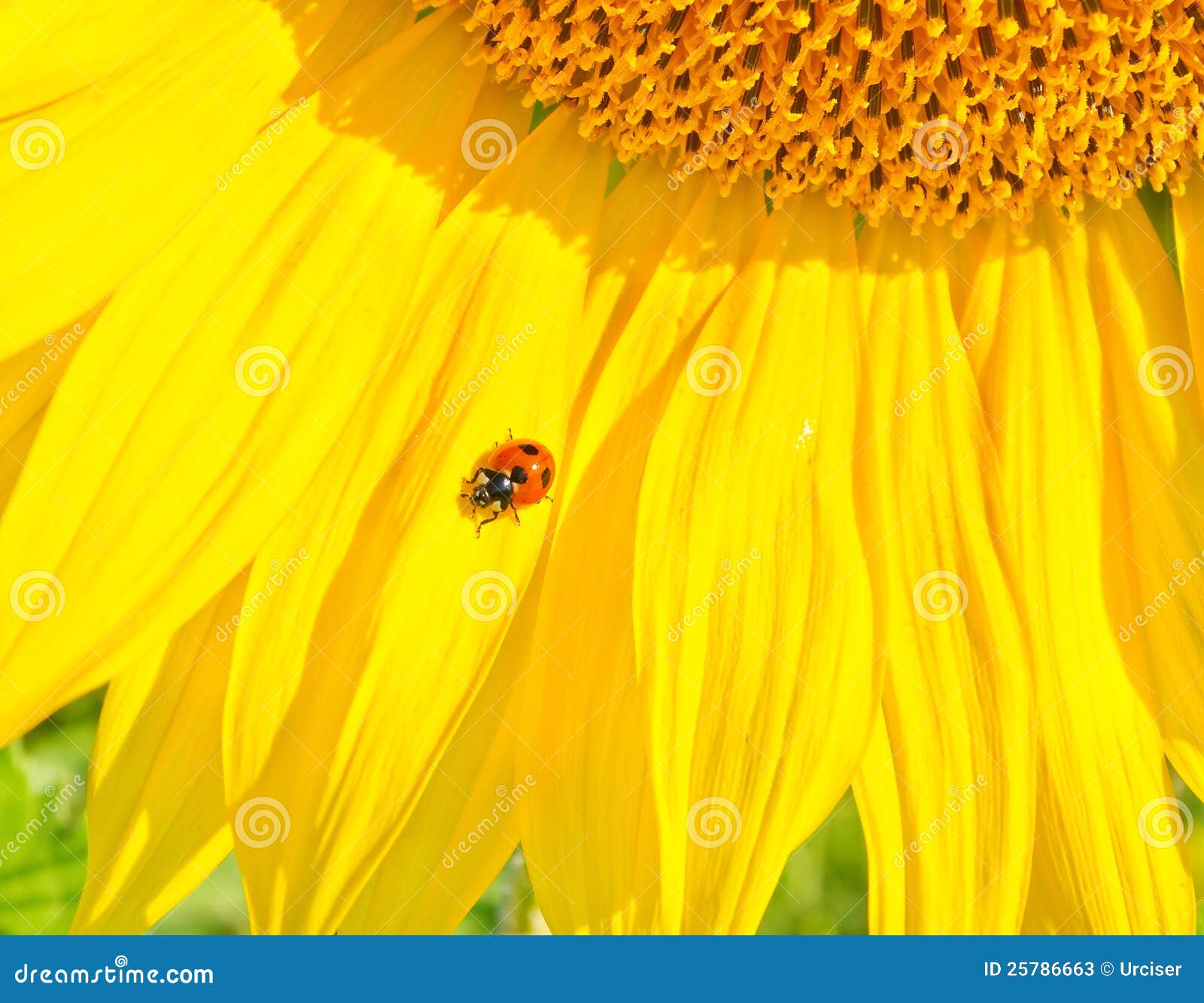 Ladybug on sunflower stock image. Image of blooming, beetle - 25786663