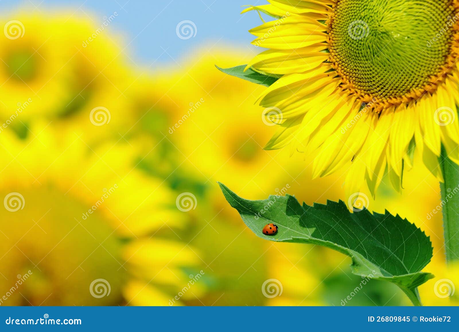 Ladybug and sunflower stock image. Image of color, macro - 26809845