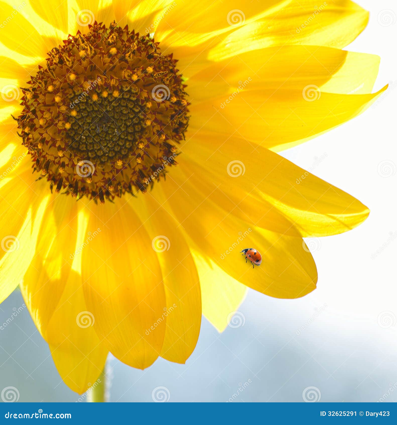 Ladybug on a Sunflower on a Bright Sunflower Stock Image - Image of ...