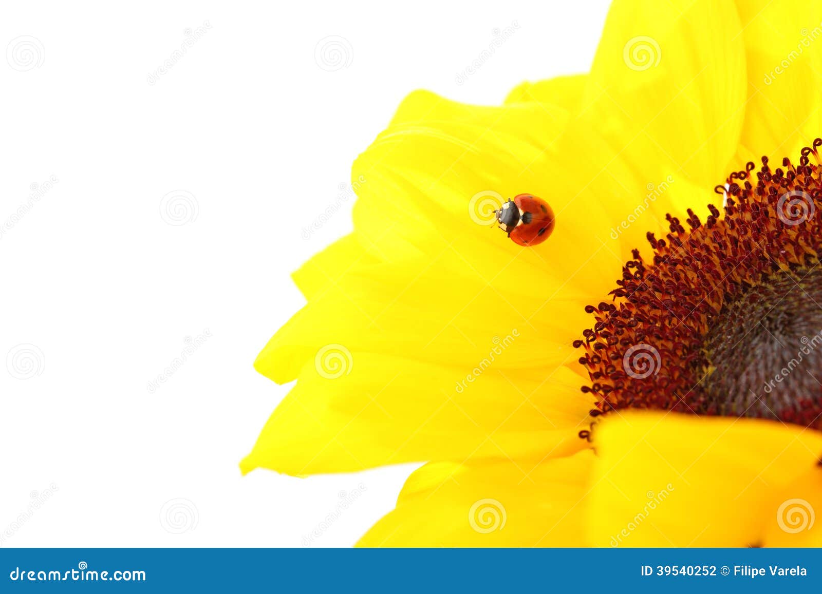 Ladybug on a Sunflower Isolated on White Stock Photo - Image of ...
