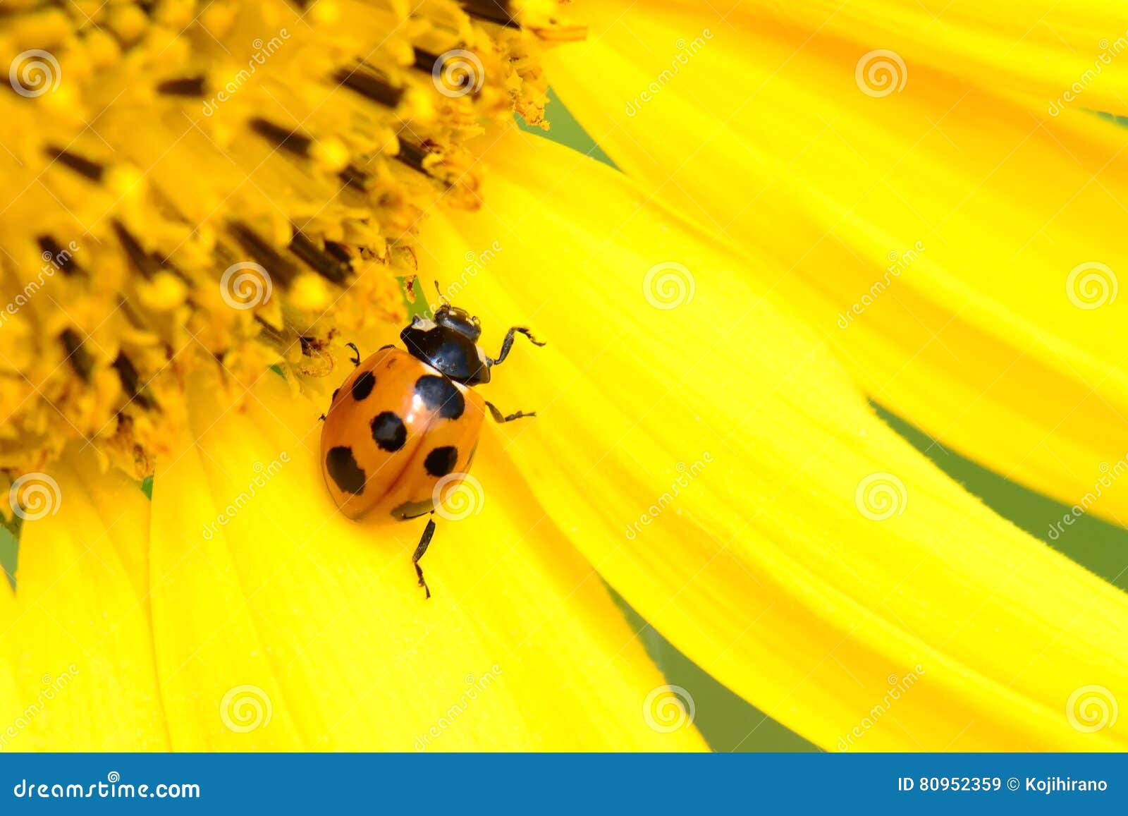 Ladybug on Sunflower stock image. Image of sevenspotted - 80952359