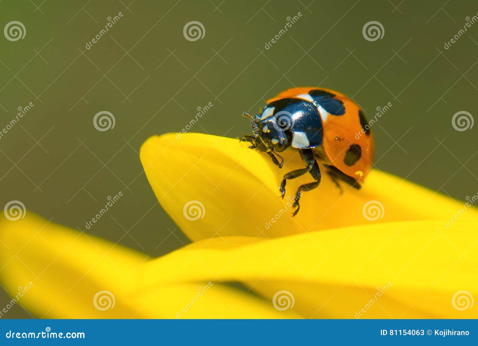 Ladybug on Sunflower stock image. Image of petal, yellow - 81154063