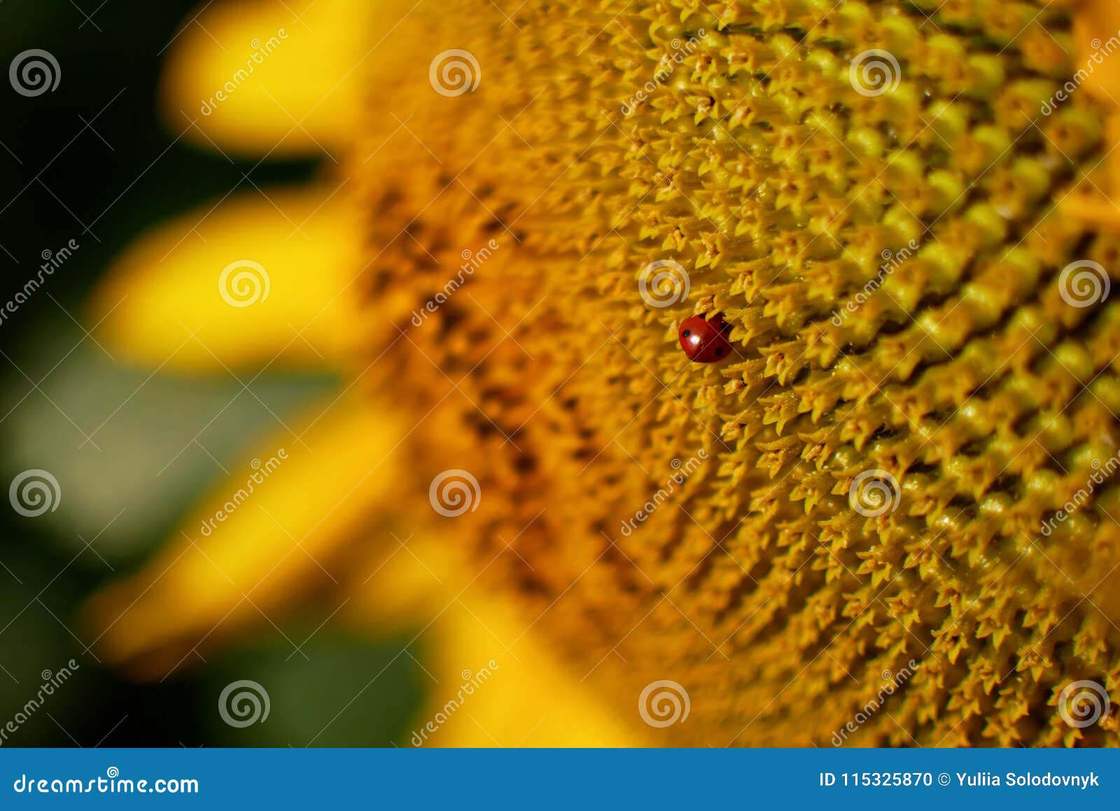 Ladybug on a Sunflower stock photo. Image of bright - 115325870