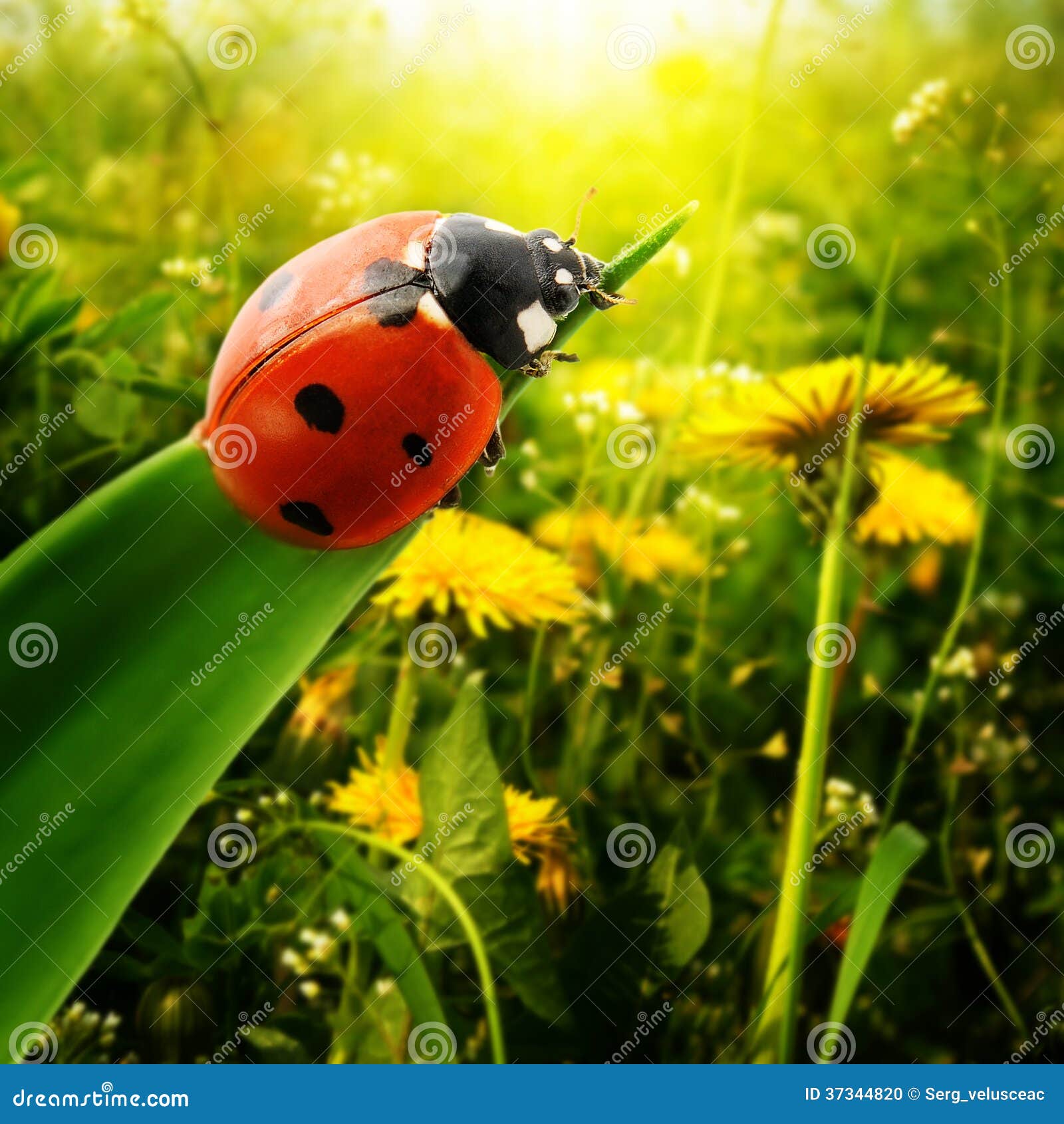 Ladybug sunlight stock photo. Image of closeup, herb - 37344820