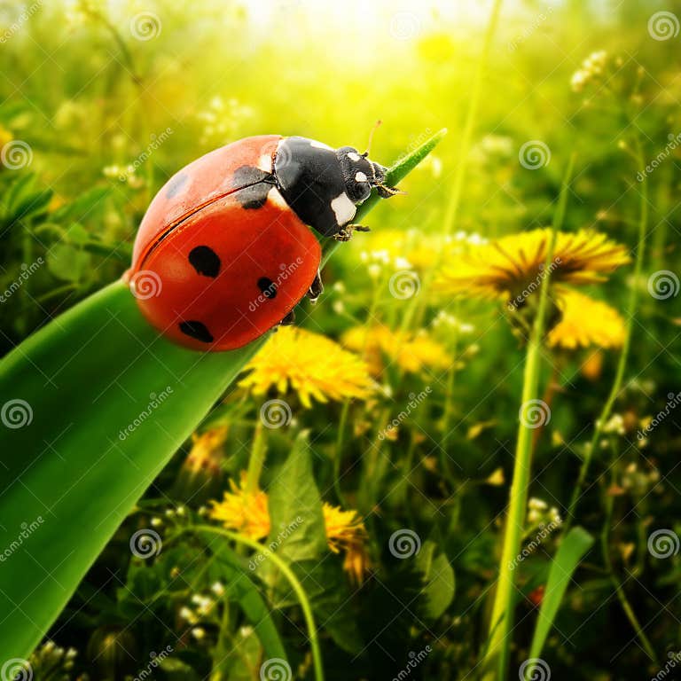 Ladybug sunlight stock photo. Image of closeup, herb - 37344820
