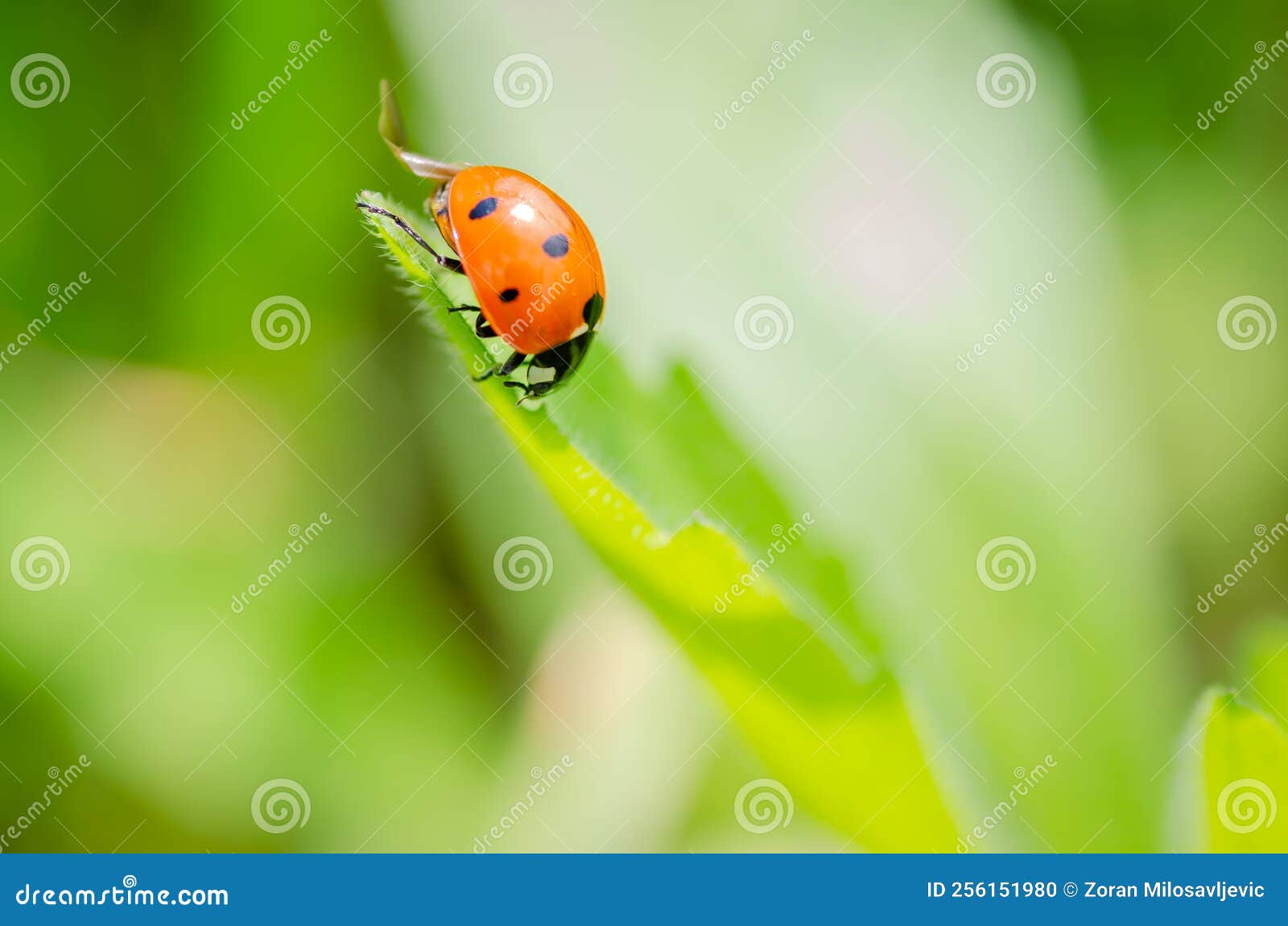 Ladybug on green grass stock photo. Image of beetle - 256151980