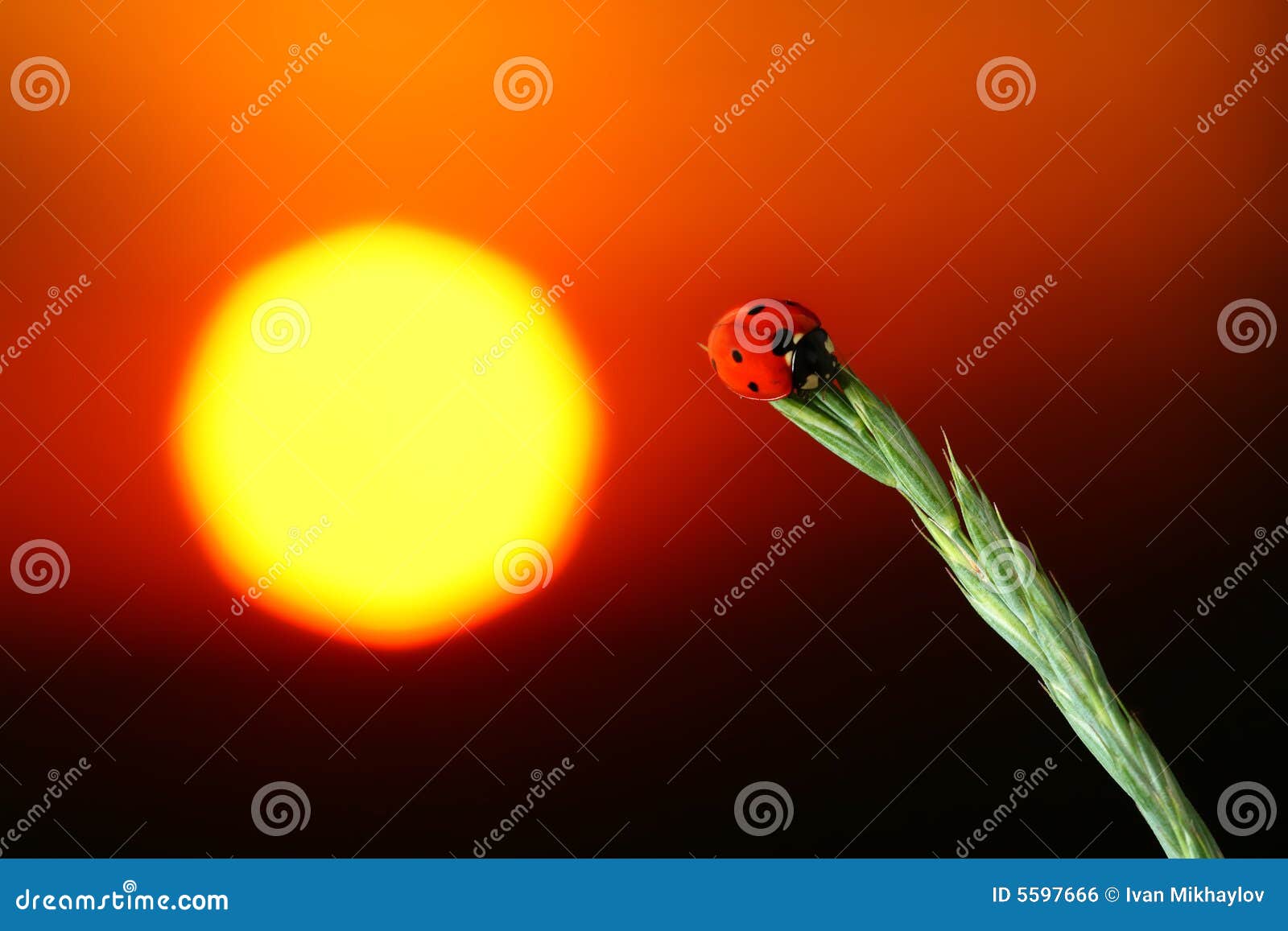Ladybug sunrise stock photo. Image of cloud, outdoors - 5597666