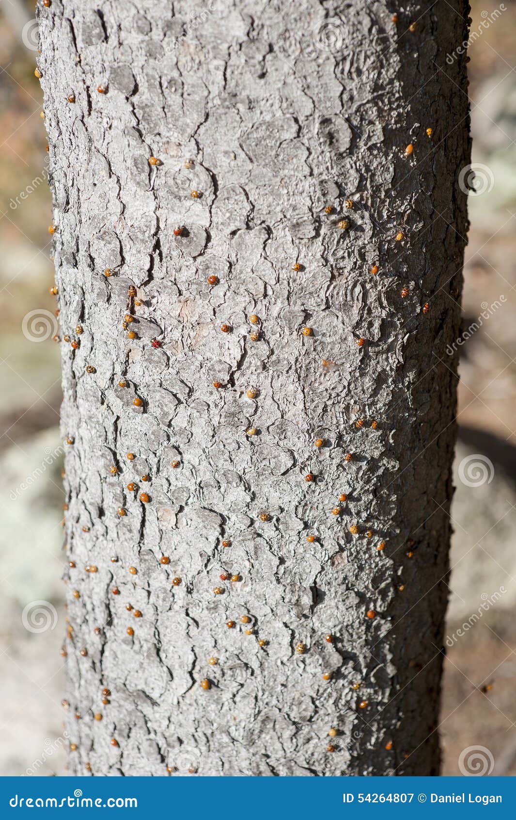 Ladybug swarm stock image. Image of coccinellidae, beetle - 54264807
