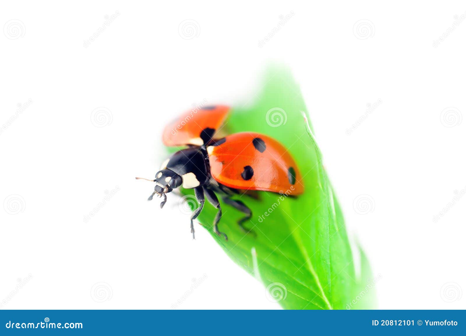 Ladybug take off stock image. Image of plant, ladybird - 20812101