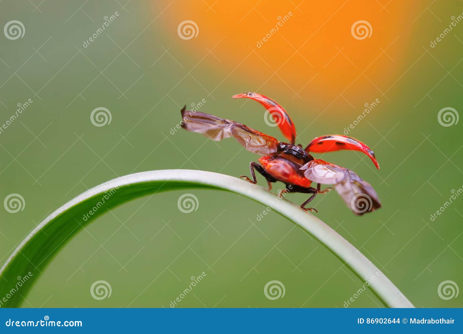 Ladybug take-off from culm stock photo. Image of spread - 86902644