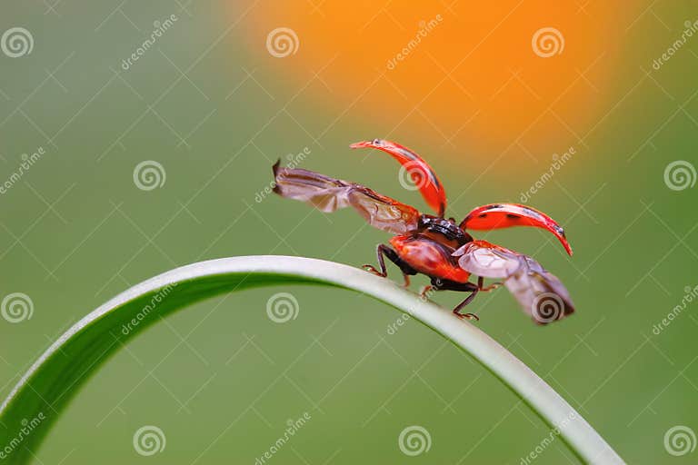 Ladybug take-off from culm stock photo. Image of spread - 86902644