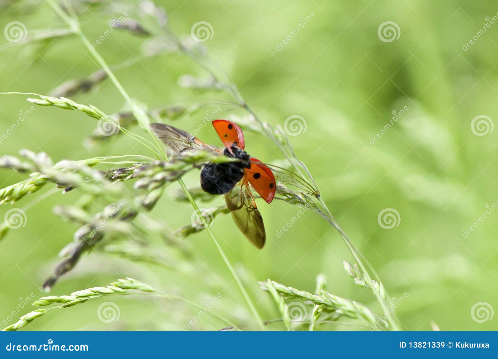 Ladybug Taking Flight stock image. Image of meadow, abstract - 13821339