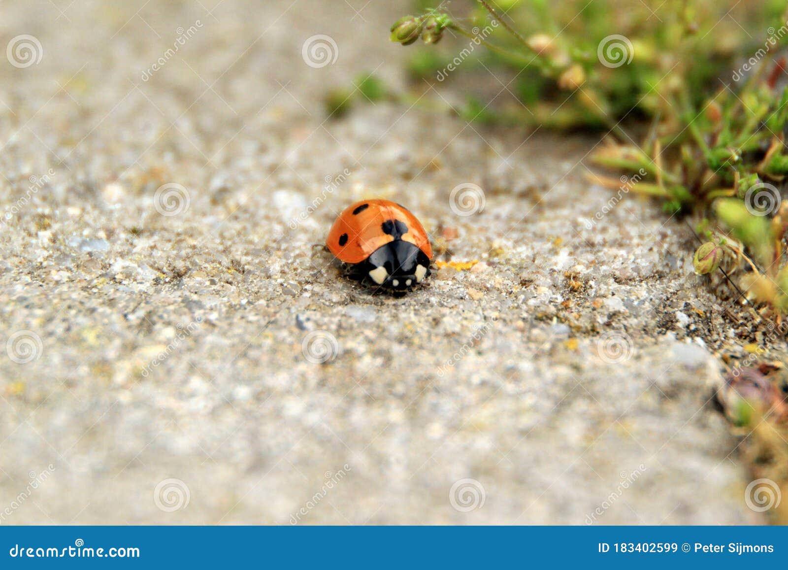 Ladybug Taking a Walk on Sand Stock Image - Image of taking, ladybug ...