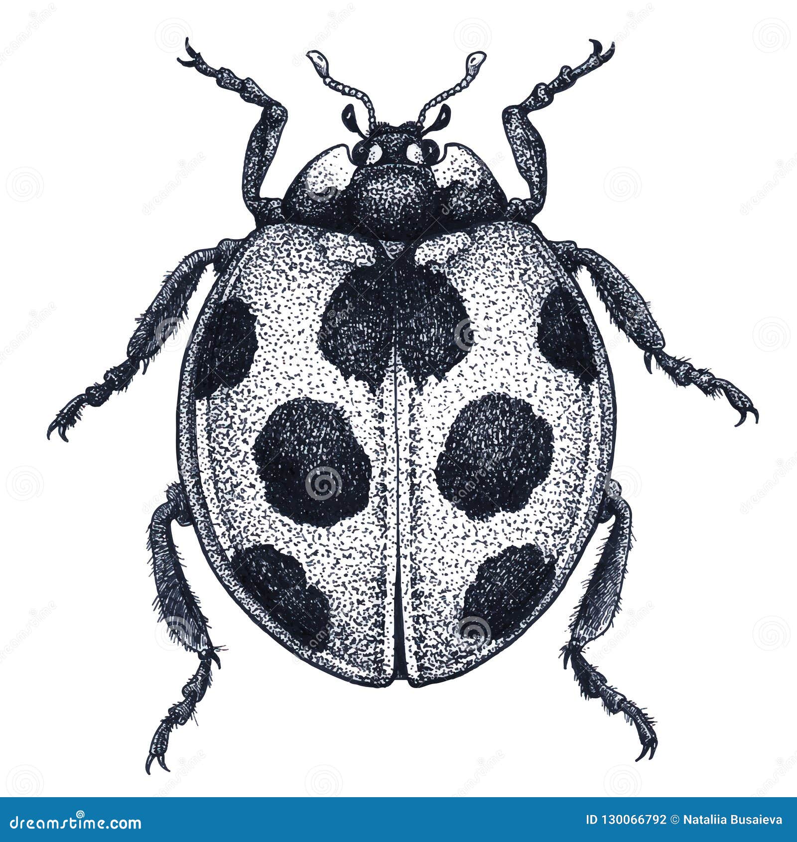Ladybird Illustration. Set Of Three Ladybirds Isolated On Chamomile And ... Ladybird Illustration. Set Of Three Ladybirds Isolated On Chamomile And ...