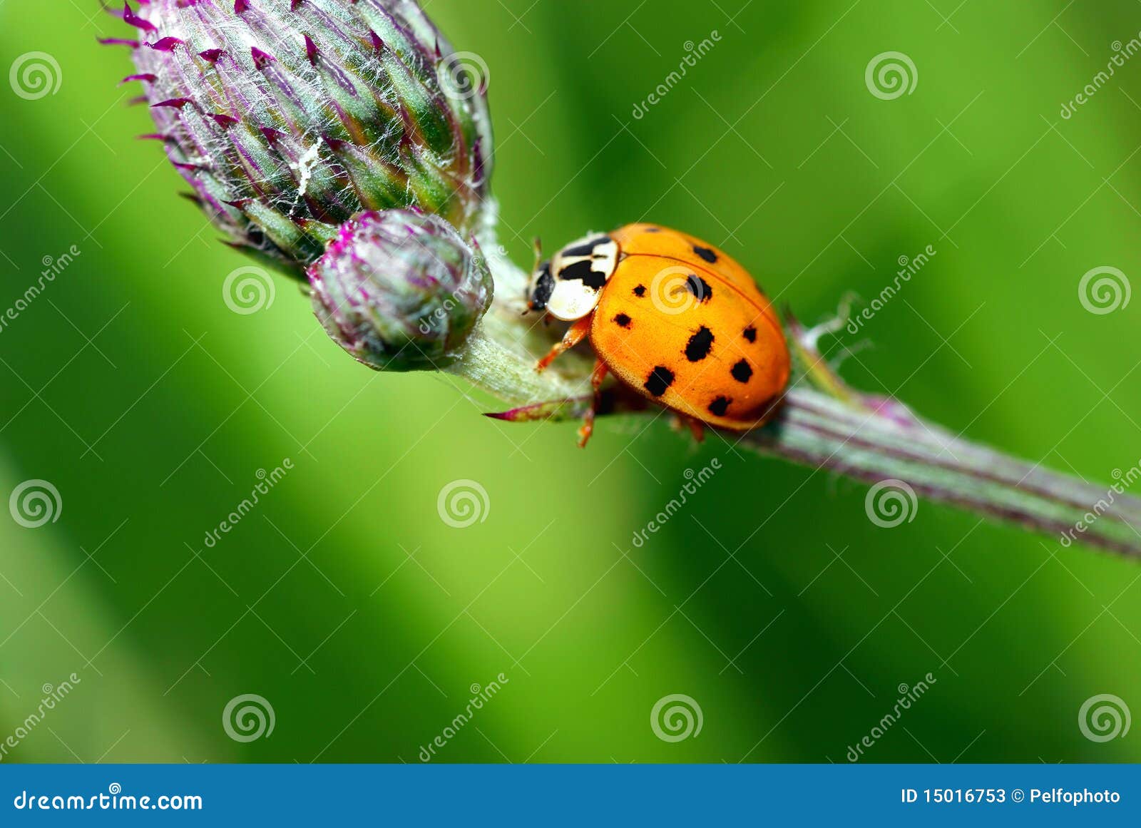 Ladybug on thistle. stock image. Image of carapace, dotted - 15016753