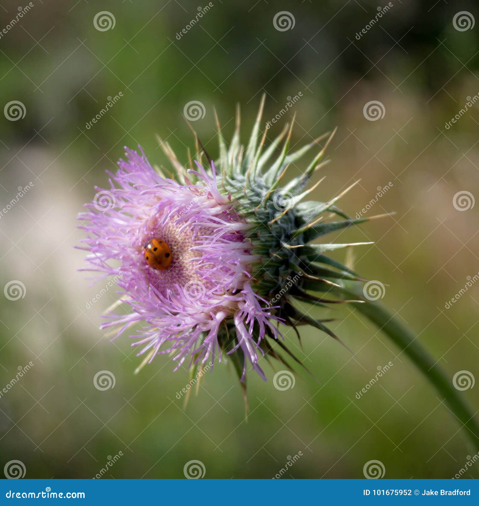 Ladybug Thistle Stock Photo | CartoonDealer.com #101675952
