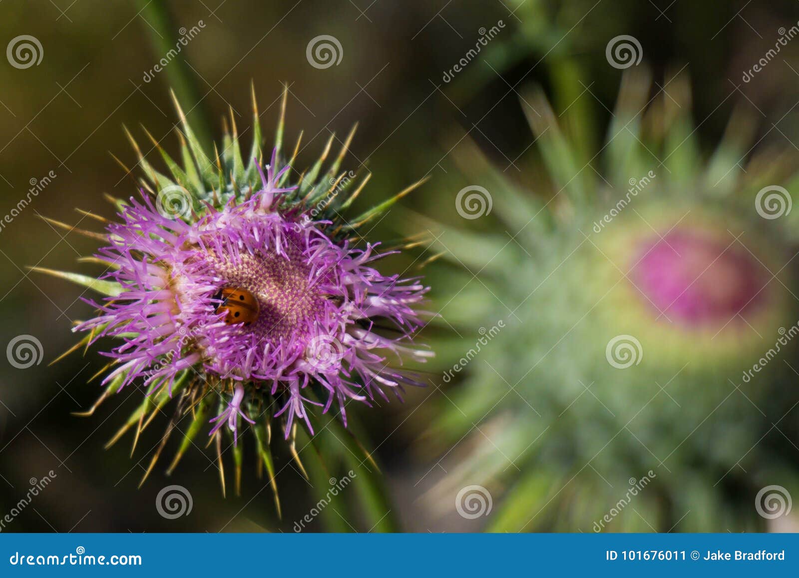 Ladybug thistle stock image. Image of field, depth, insect - 101676011