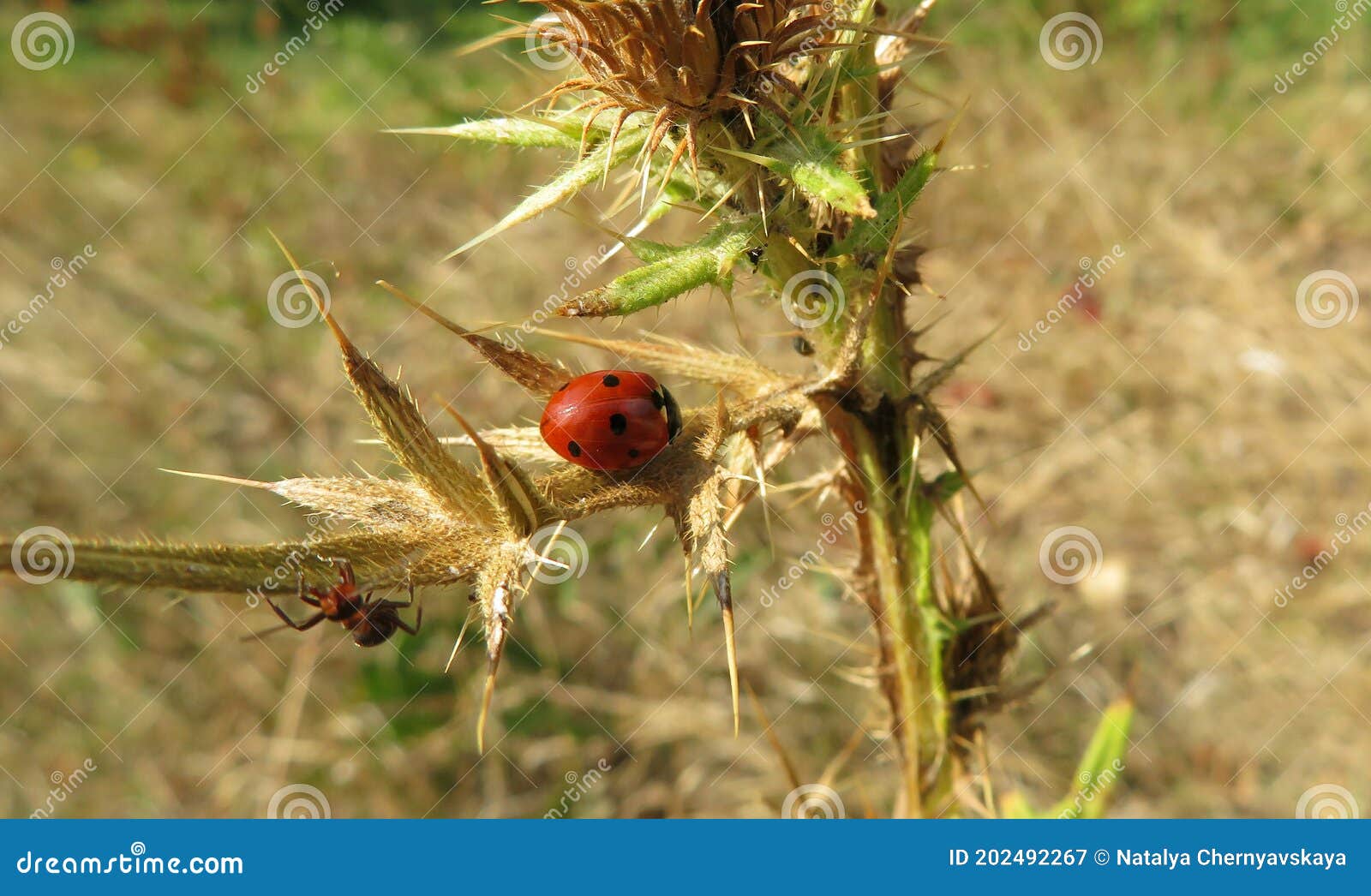 Ladybug on Thistle Plant, Europe Stock Image - Image of flowers ...