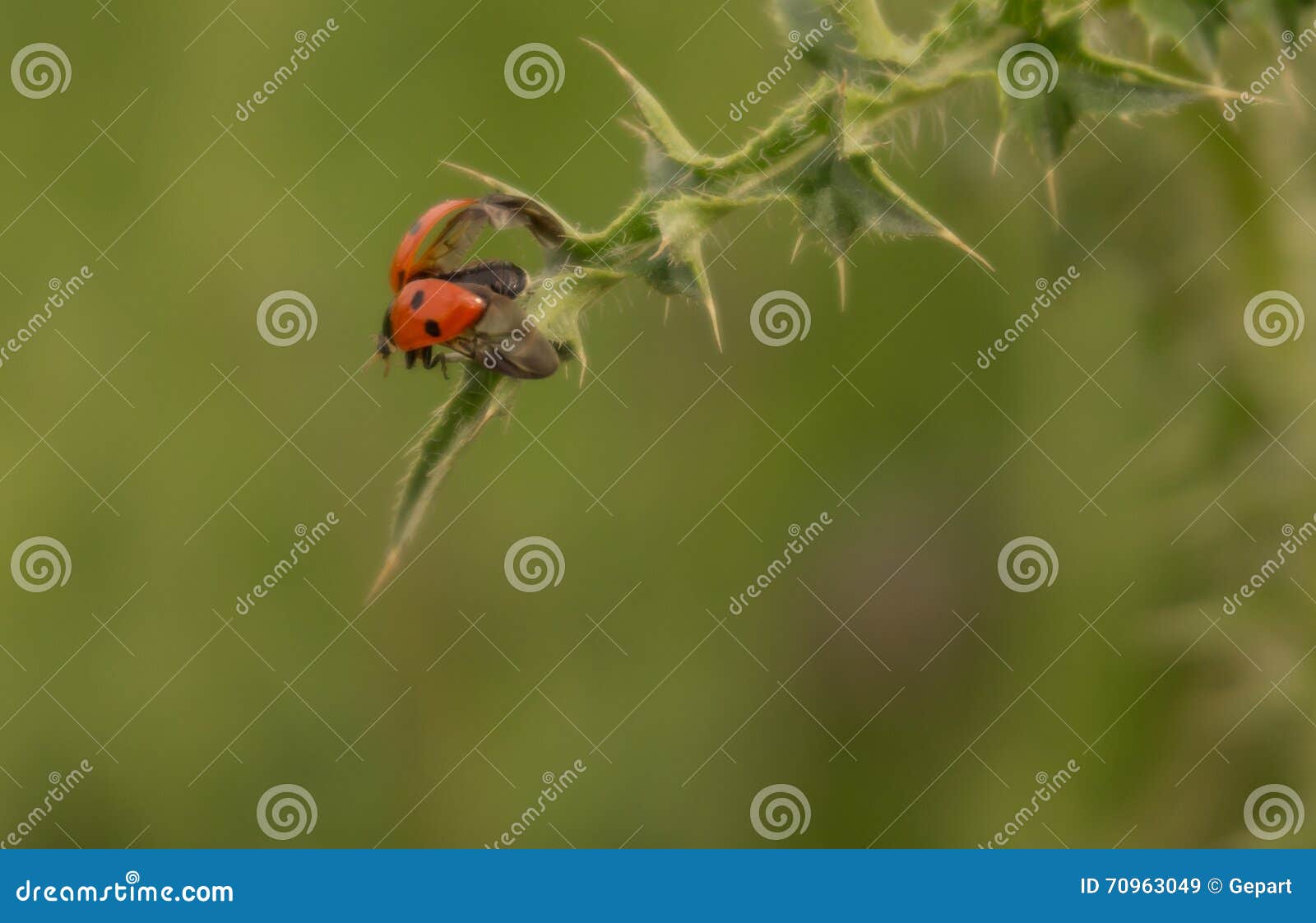 Ladybug on a Thorn Spreading Wings To Fly Stock Image - Image of ...