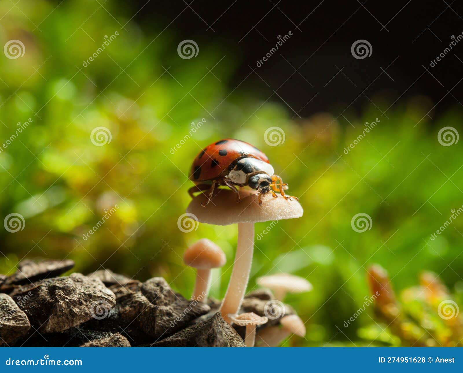 Ladybug on toadstool stock photo. Image of tiny, ladybug - 274951628