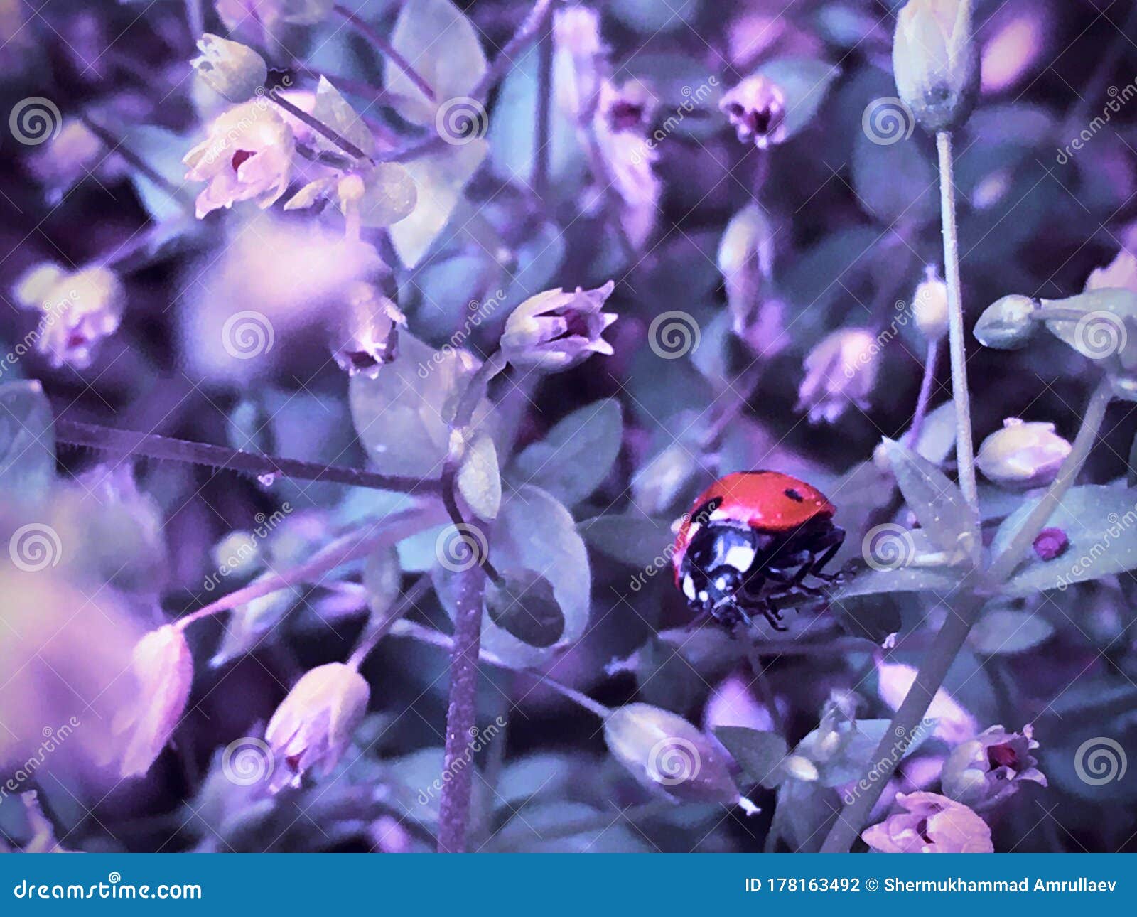 Ladybug 2 stock photo. Image of wildflower, insect, flower - 178163492