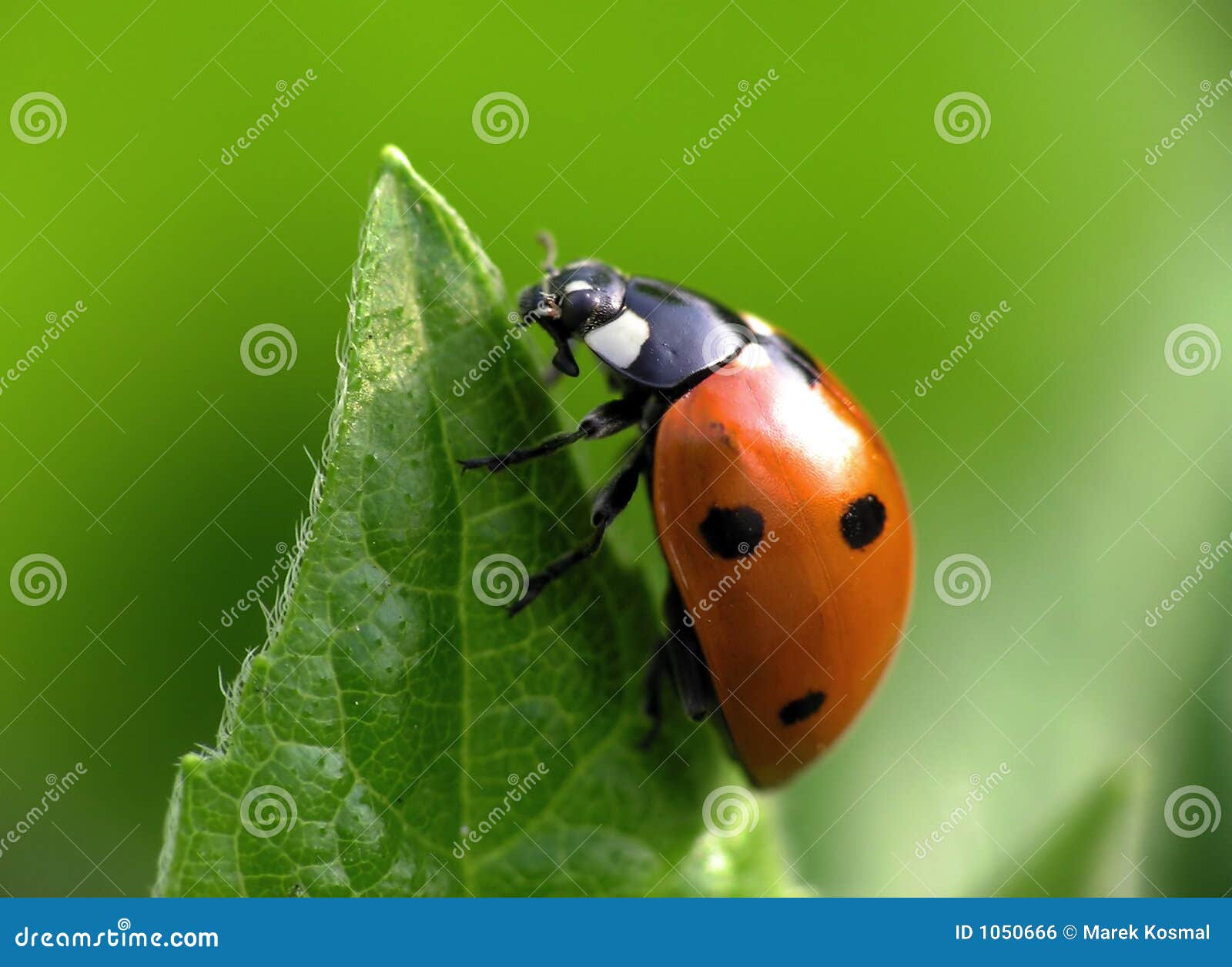 Ladybug on top stock photo. Image of nature, ladycow, macro - 1050666