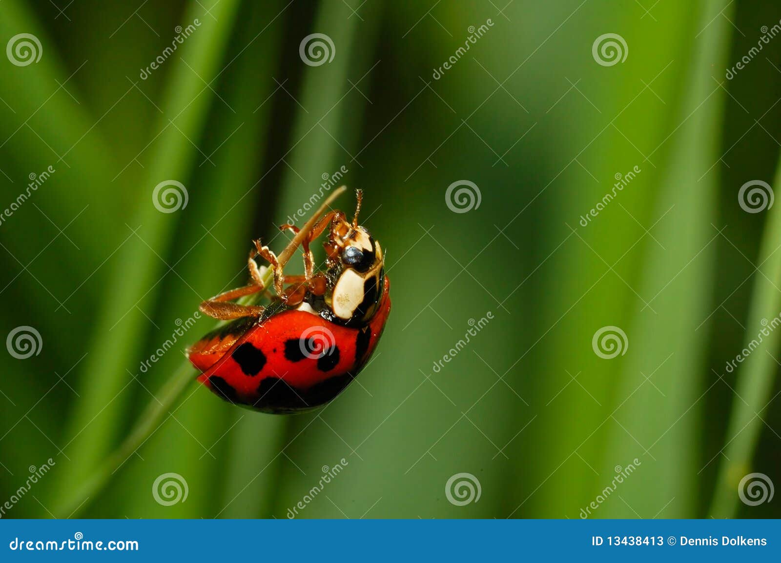 1,372 Ladybug Top Stock Photos - Free & Royalty-Free Stock Photos from ...
