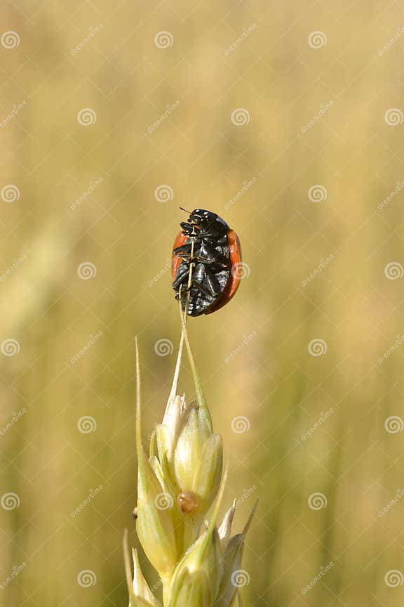 Ladybug on the top stock image. Image of nature, insect - 36472147
