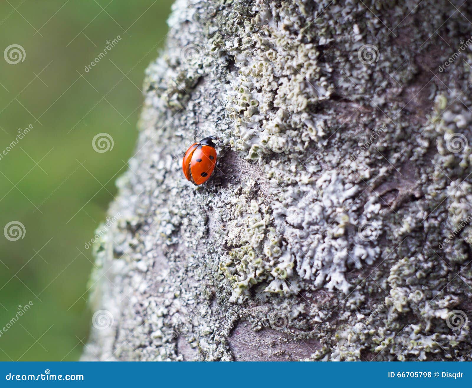 Ladybug on tree bark stock photo. Image of branch, growth - 66705798