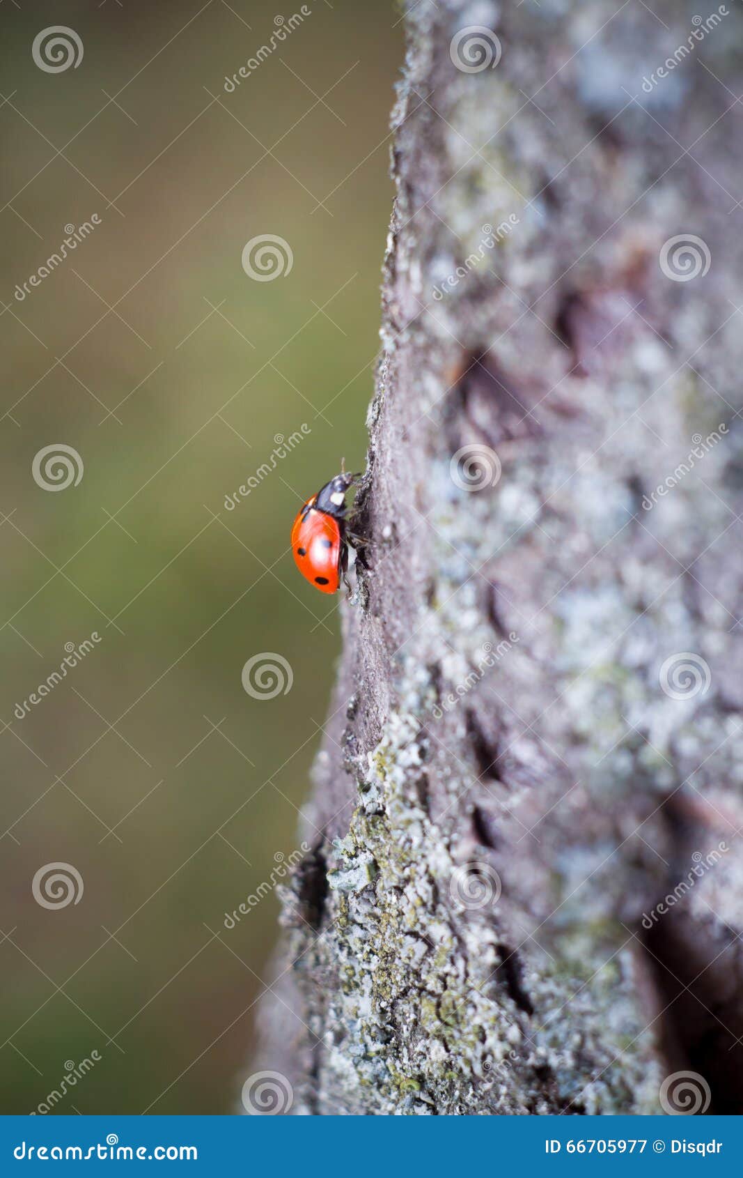 Ladybug on tree bark stock image. Image of macro, foliage - 66705977