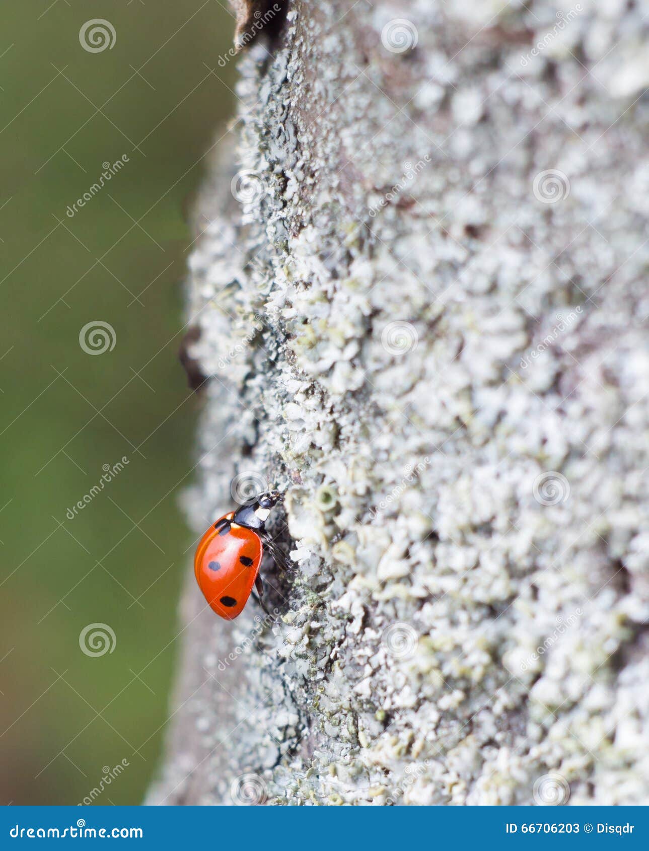 Ladybug on tree bark stock image. Image of forest, blurry - 66706203